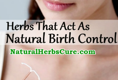 Natural Herbs For Birth Control, Herbal Family Planning Methods ...